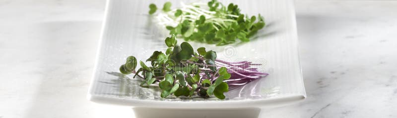 Micro Purple Cabbage Vegetables Stock Photo - Image of cabbage, purple ...