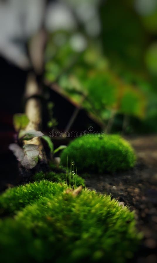 Micro rain drop stock photo. Image of plant, white, grass - 392938450