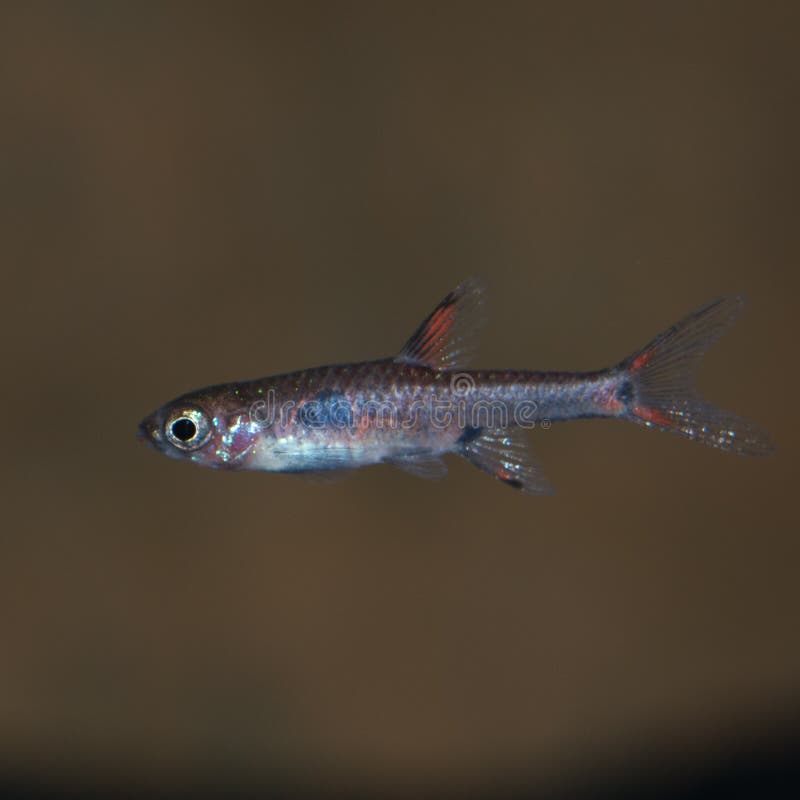 Micro Rasboras immagine stock. Immagine di saltwater - 98753469