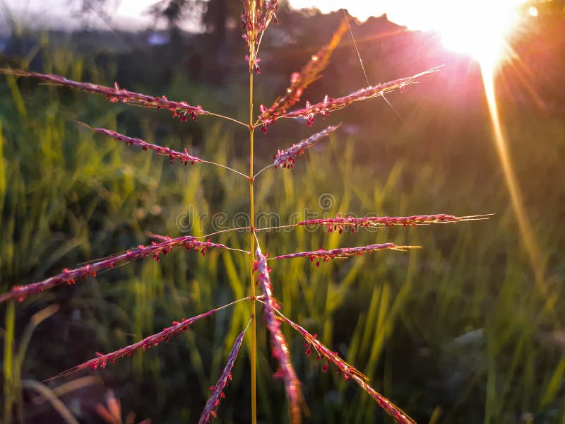 Macro rice flowers. stock image. Image of zoom, rice - 173429565