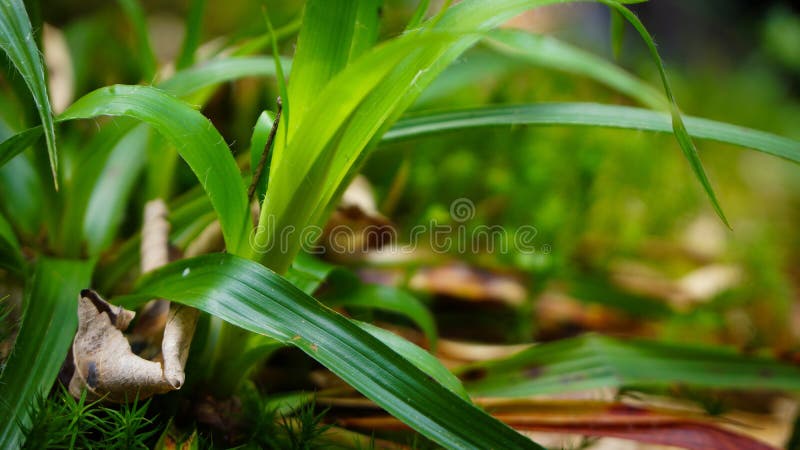 Micro Scene Forest Soil Big Grass Stock Photo - Image of ecological ...