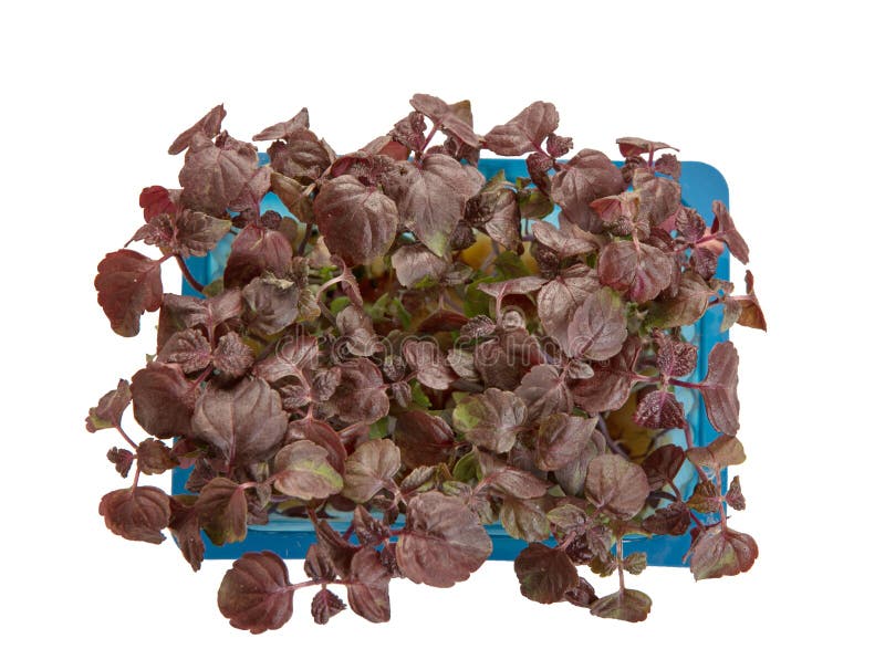 Shiso Micro Stock Photos - Free & Royalty-Free Stock Photos from Dreamstime