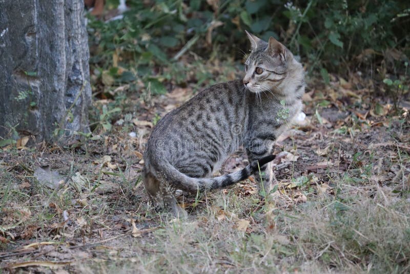 Micro shot of cat stock photo. Image of autumn, pose - 170913902