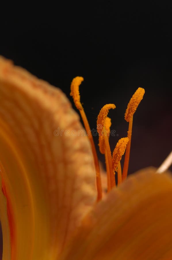 Micro shot of the Flower stock image. Image of close - 63583107