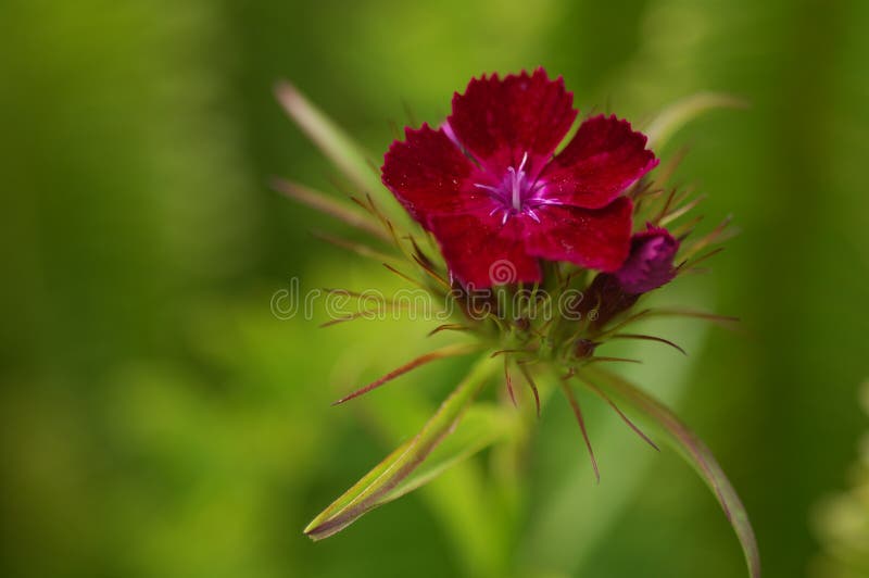 Micro shot of the Flower stock image. Image of coloured - 63583137