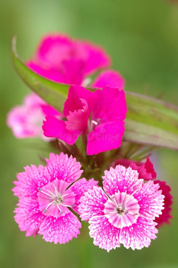 Micro shot of the Flower stock image. Image of flowers - 63583173