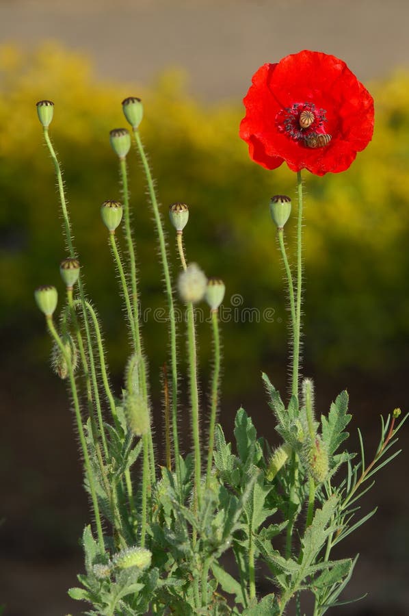 Micro shot of the Flower stock image. Image of honeymoon - 63583269