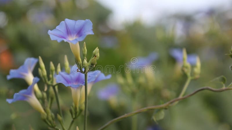 Micro shot of the Flowers stock video. Video of flower - 80530407