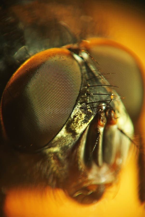 Micro shot of fly stock photo. Image of color, vertical - 11624498