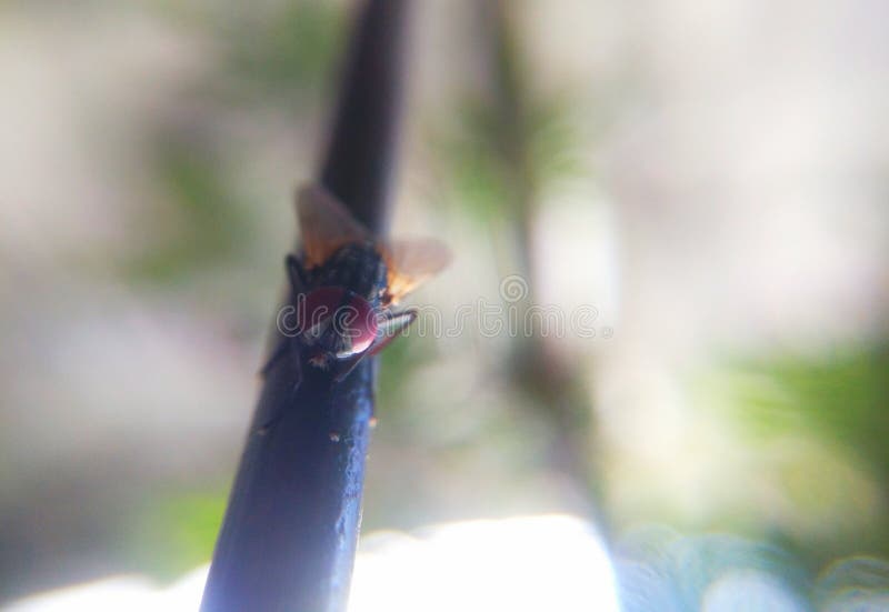 Micro shot of fly.. stock image. Image of shot, micro - 174949503