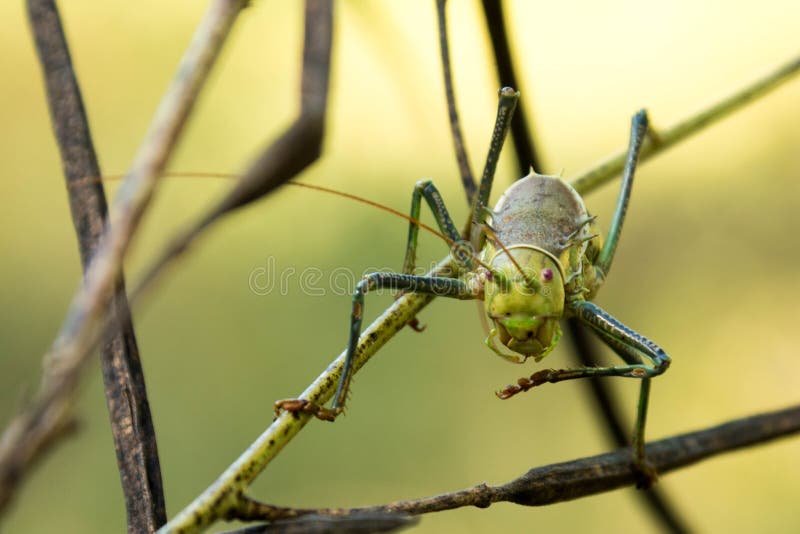 Micro Shot of Grasshopper from Front Stock Image - Image of leaf ...