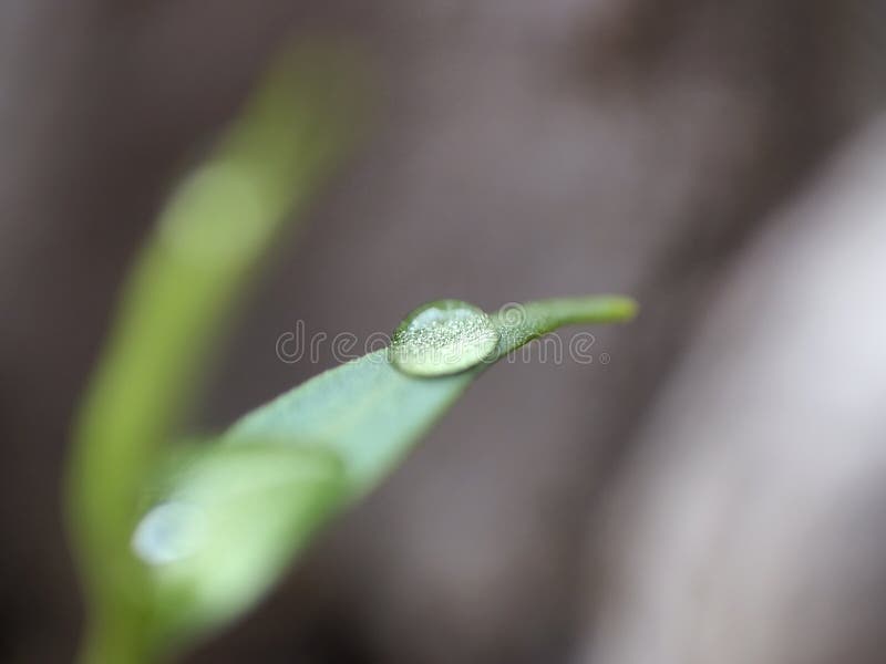 Seedling Leaf with Water Drop Stock Photo - Image of natural, growing ...