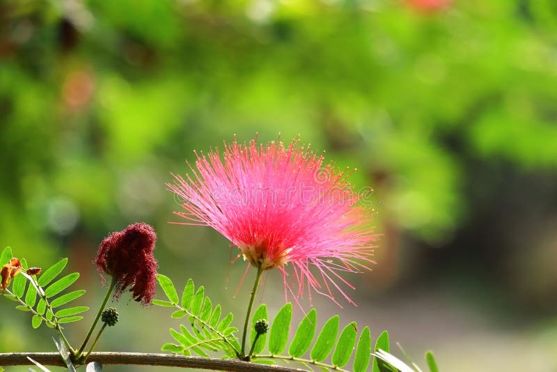 Micro Shot of Spring Flowers Background, Spring Stock Photo - Image of ...