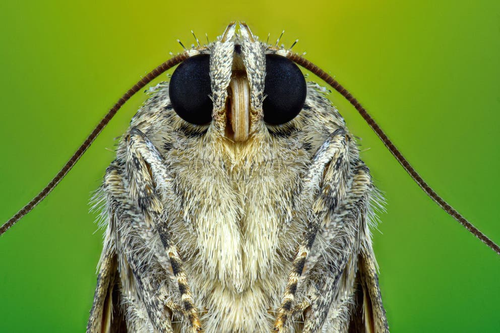 Micro Shot of a White Moth Head and Its Antennas with a Blurred ...