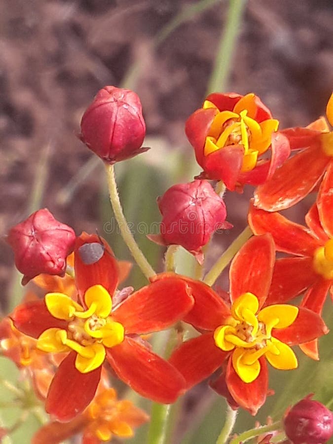 Micro smaller stock image. Image of micro, valley, flowers - 172847423