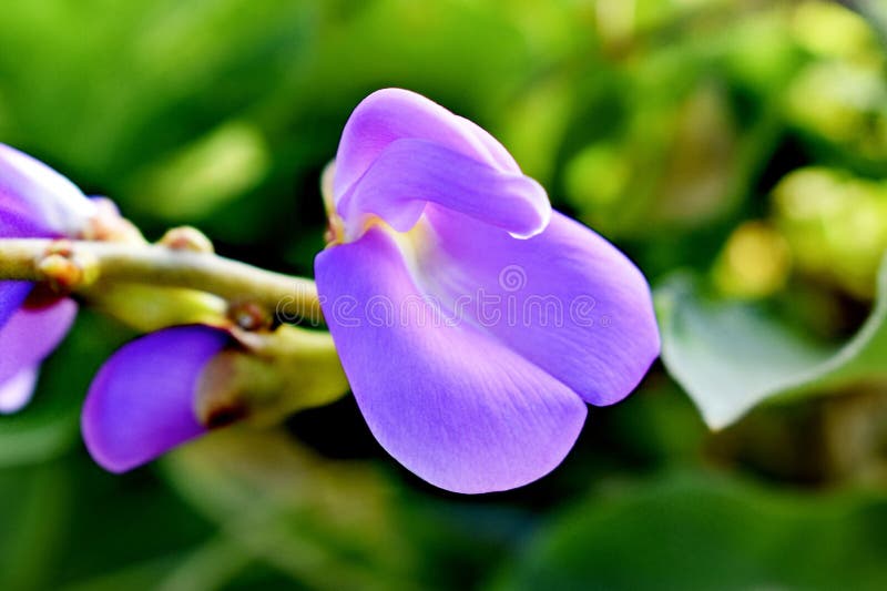 Micro Snap of Purple Flower Stock Photo - Image of hanging, purple ...