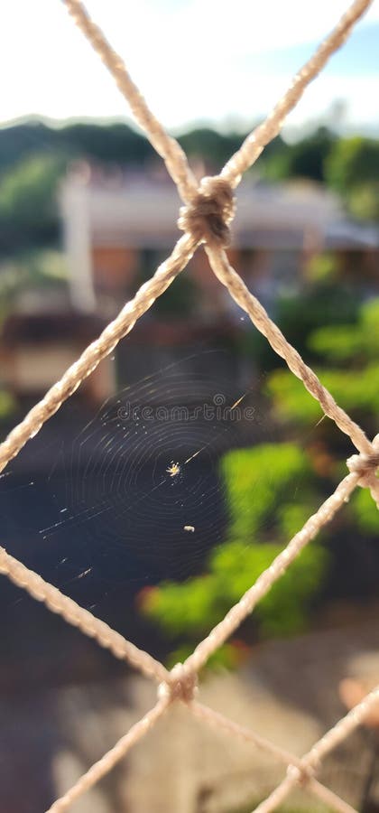 Micro Spider at morning stock image. Image of wildlife - 269269497