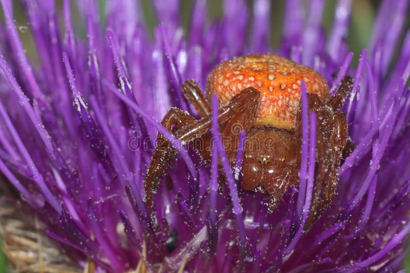 Micro spider stock photo. Image of macro, violet, insect - 32400938