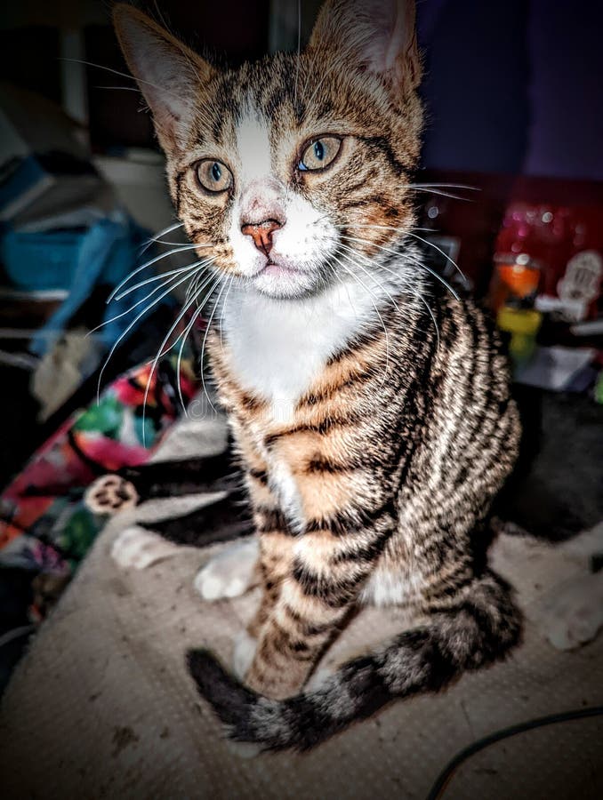 Micro the Tiger Kitten so Handsome is he Truly a Handsome Boy Stock ...