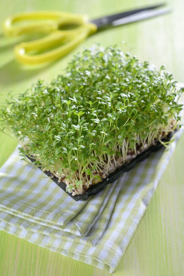 Micro verdes imagem de stock. Imagem de ninguém, grama - 33968481