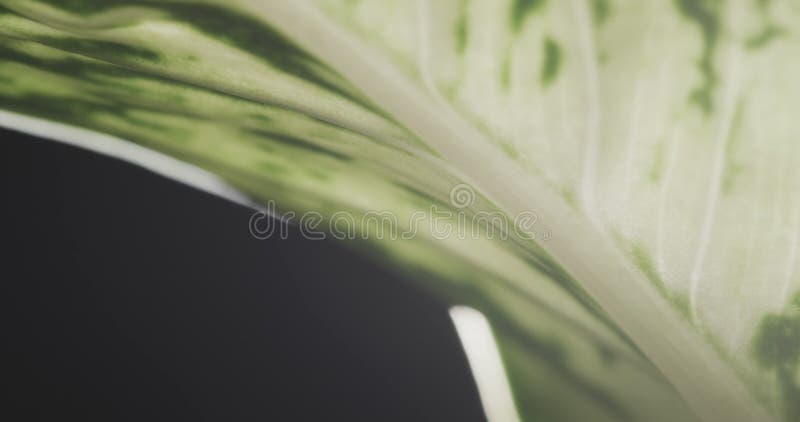 Micro Video of Close Up of Green Leaf with Copy Space Stock Video ...
