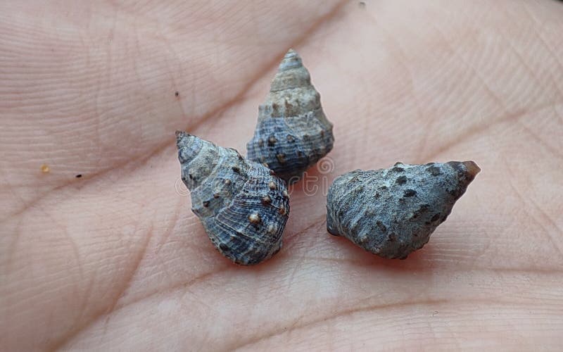 Micro View of Small Sea Shell in Hand Stock Photo - Image of finger ...