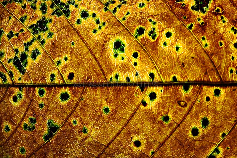Micro world of a leaf stock photo. Image of earth, micro - 208663664