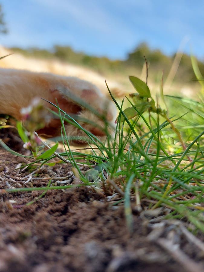 Micro World of Nature Photo Stock Image - Image of autumn, meadow ...