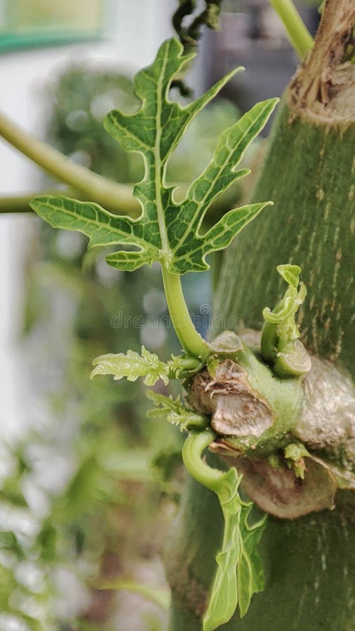 Micro zoom the baby green stock photo. Image of real - 294322676