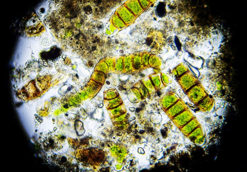Microalgae Under a Microscope Stock Image - Image of laboratory ...