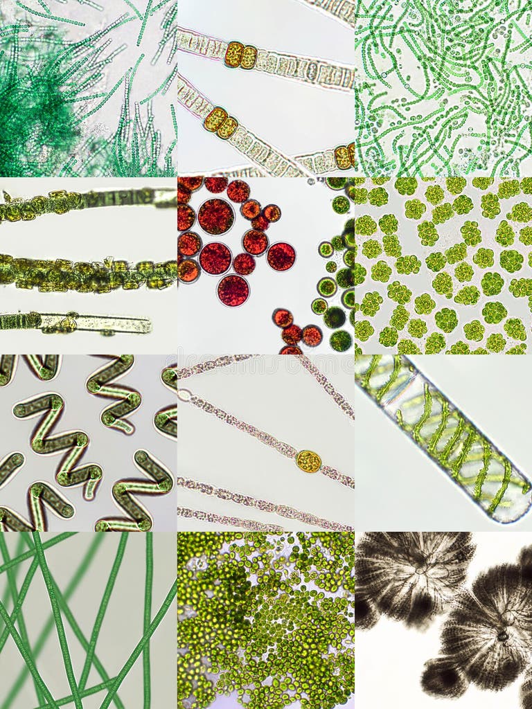 Cyanobacteria Illustration Stock Photos - Free & Royalty-Free Stock ...