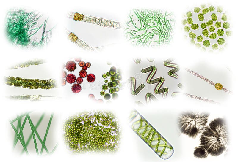 Microalgae Under Microscopic View, Green Algae, Cyanobacteria ...