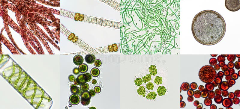 Cyanobacteria Under Microscope