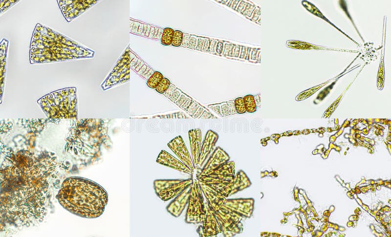Microalgae Under Microscopic View, Green Algae, Cyanobacteria ...