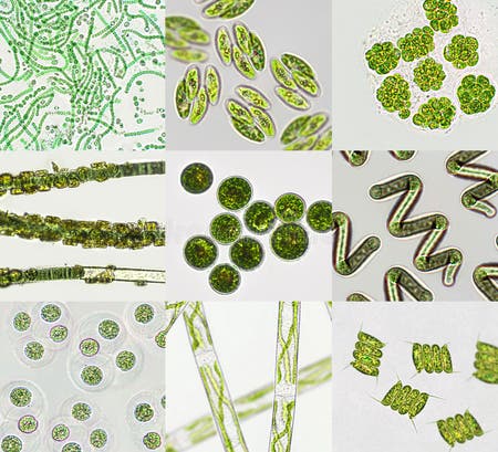 Microalgae Under Microscopic View, Green Algae, Cyanobacteria ...