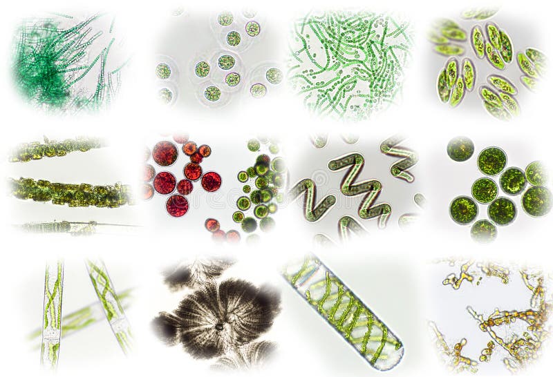 Microalgae Under Microscopic View, Green Algae, Cyanobacteria ...