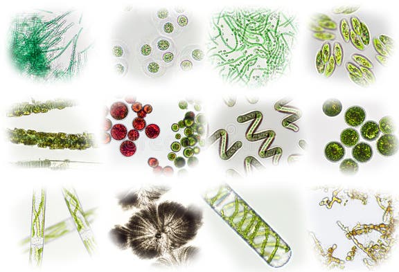 Microalgae Under Microscopic View, Green Algae, Cyanobacteria ...