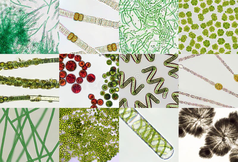 Microalgae Under a Microscope Stock Image - Image of micro, cell: 219897965