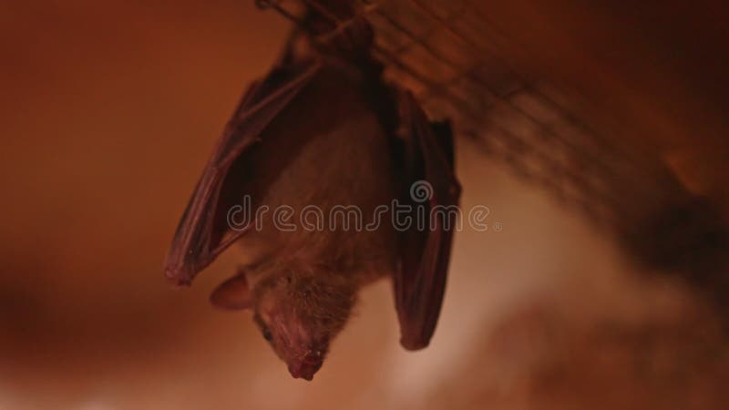 Microbat Hanging Upside Down. Stock Video - Video of contagious ...