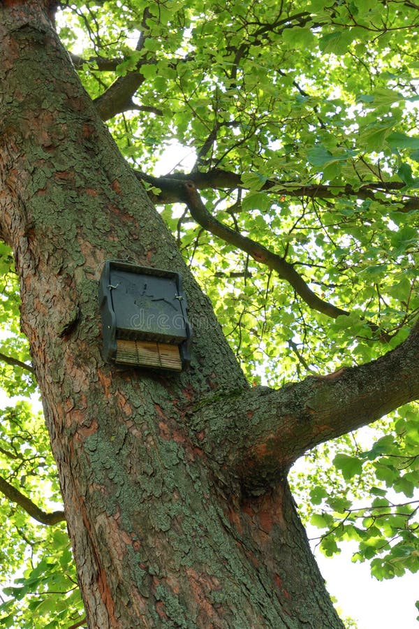 Microbat Nestbox, Forest Bats Nestbox, Batshouse on a Tree Stock Photo ...