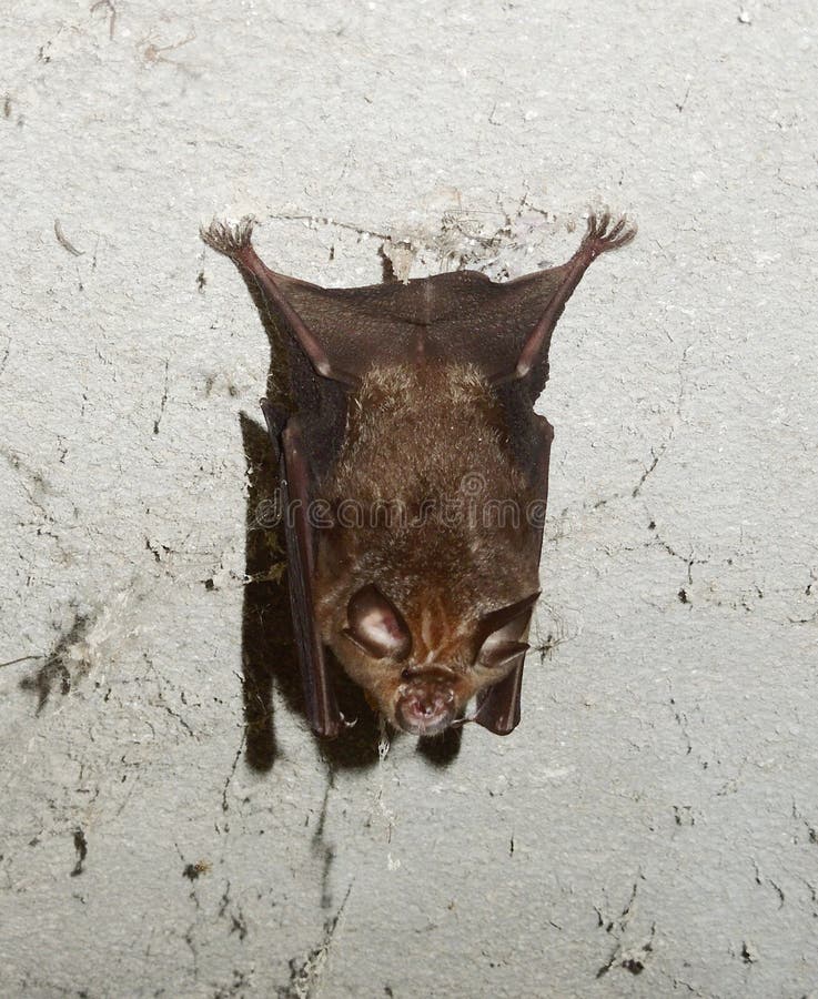 Microbats stock image. Image of microchiroptera, suborder - 87120111