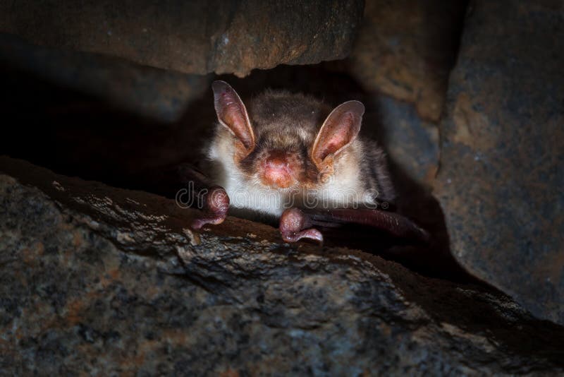 The Greater Mouse - Eared Bat - Myotis Myotis - is a European Species ...