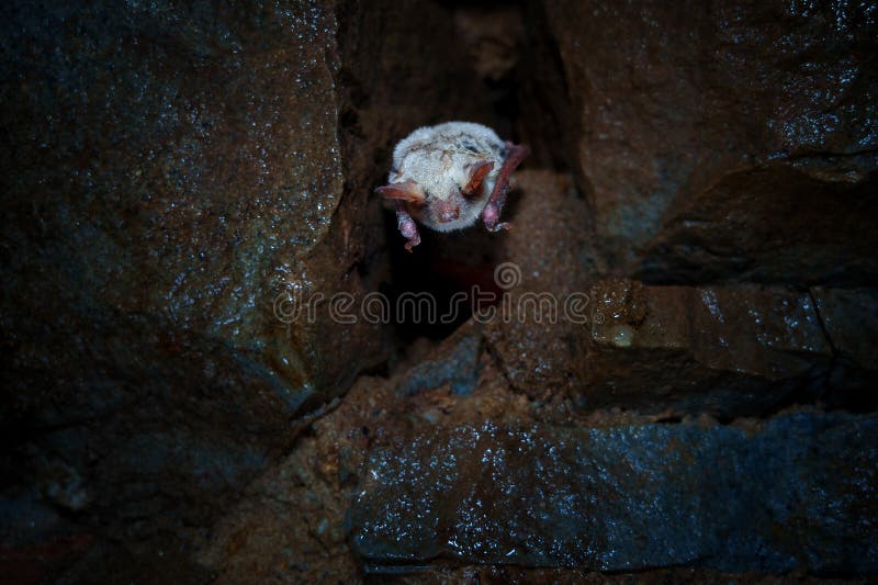 Microbats Constitute the Suborder Microchiroptera within the Order ...