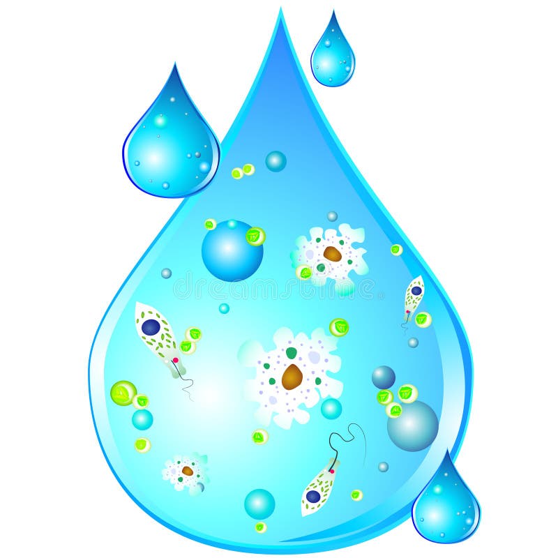Microbes in Drop of Dirty Water Stock Vector - Illustration of ...