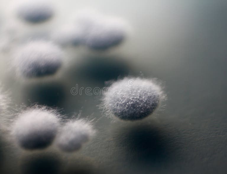 Microbiología - Hongo foto de archivo. Imagen de blanco - 20724362