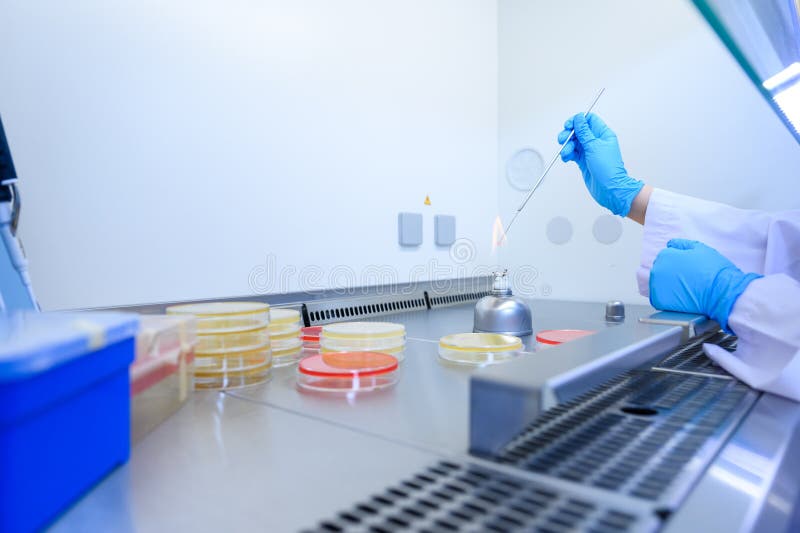 Microbiological Inoculation Loop Being Sterilized in Flame of Alcohol ...