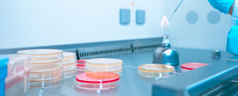 Microbiological Inoculation Loop Being Heated in a Spirit Lamp Flame ...