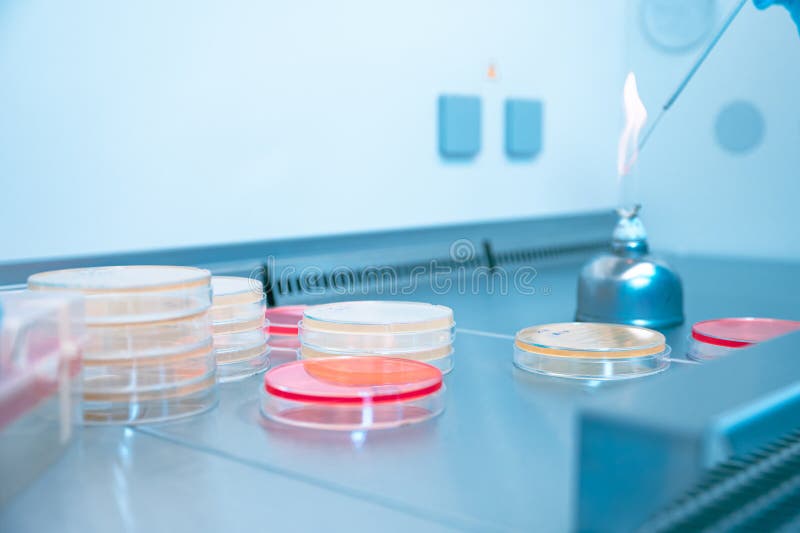Microbiological Inoculation Loop Being Sterilized in Flame of Alcohol ...