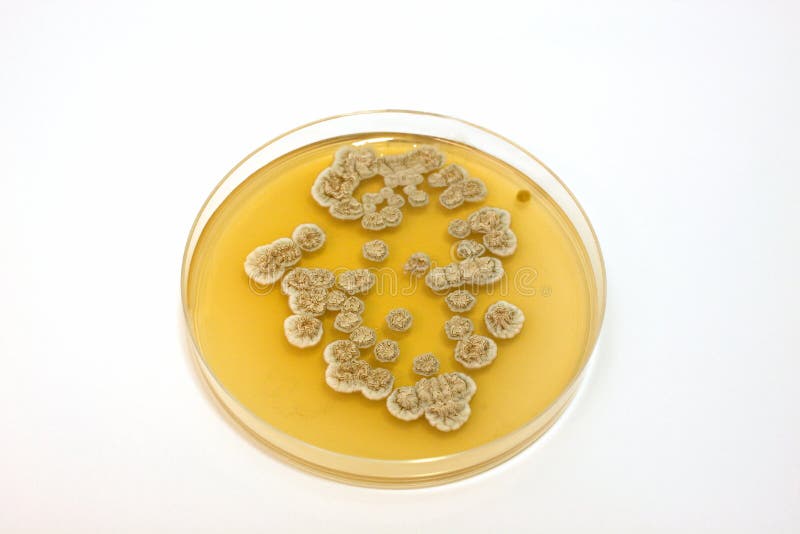 Microbiological Plate with Bacteria and Fungi Stock Image - Image of ...