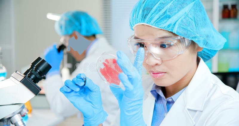 Microbiological Test Food Quality Stock Photo - Image of meat ...